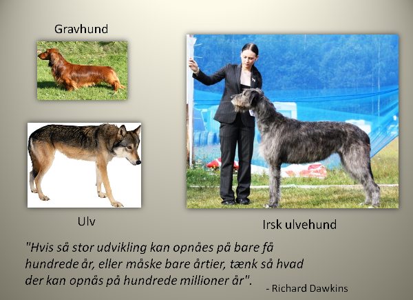 Hunderacer som evidens for evolution – Intelligent design dk